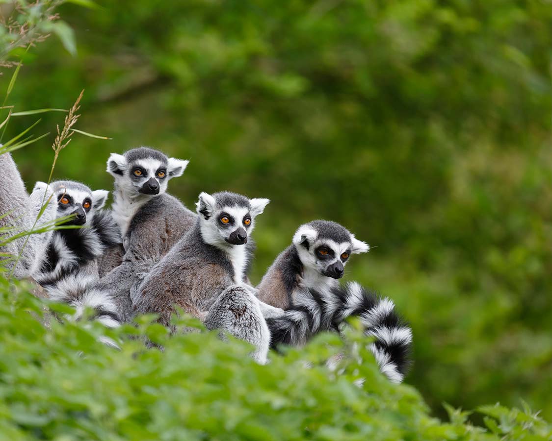 10 Of The Best Family-Friendly Wildlife Experiences In The World ...