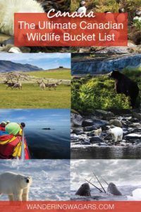 The Ultimate Wildlife In Canada Bucket List: Where To See The Coolest ...