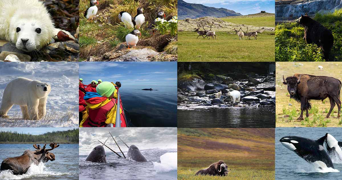 The Ultimate Wildlife In Canada Bucket List: Where To See The Coolest ...
